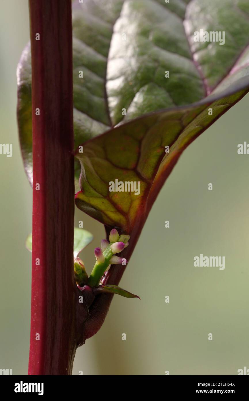 Basella alba leaves and fruits Stock Photo - Alamy