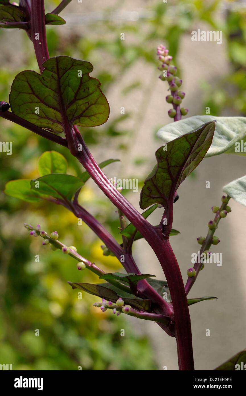 Basella alba leaves and fruits Stock Photo - Alamy
