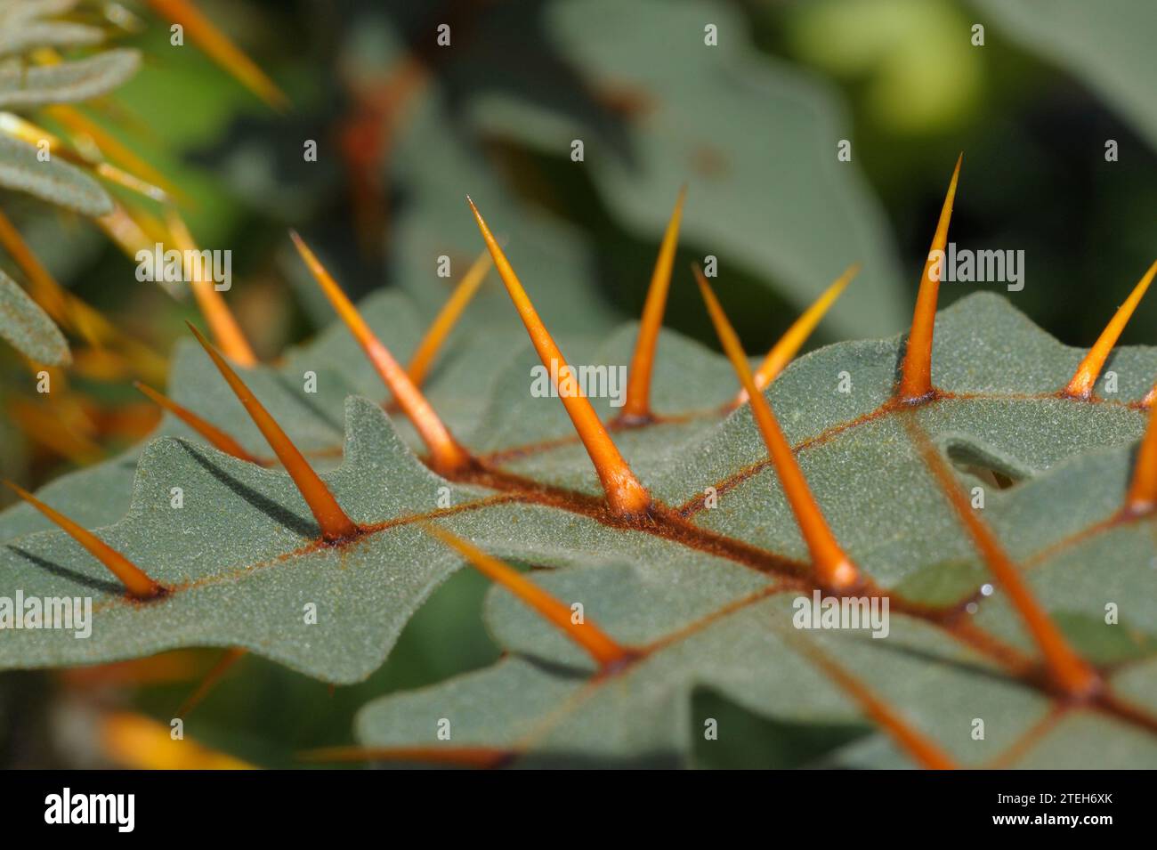 Thorny leaf hi-res stock photography and images - Alamy