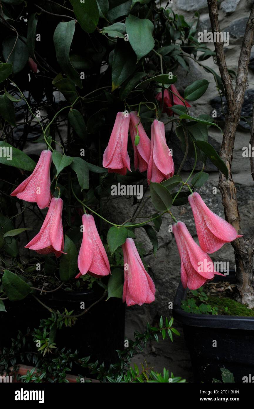 Copihue flower hi-res stock photography and images - Alamy