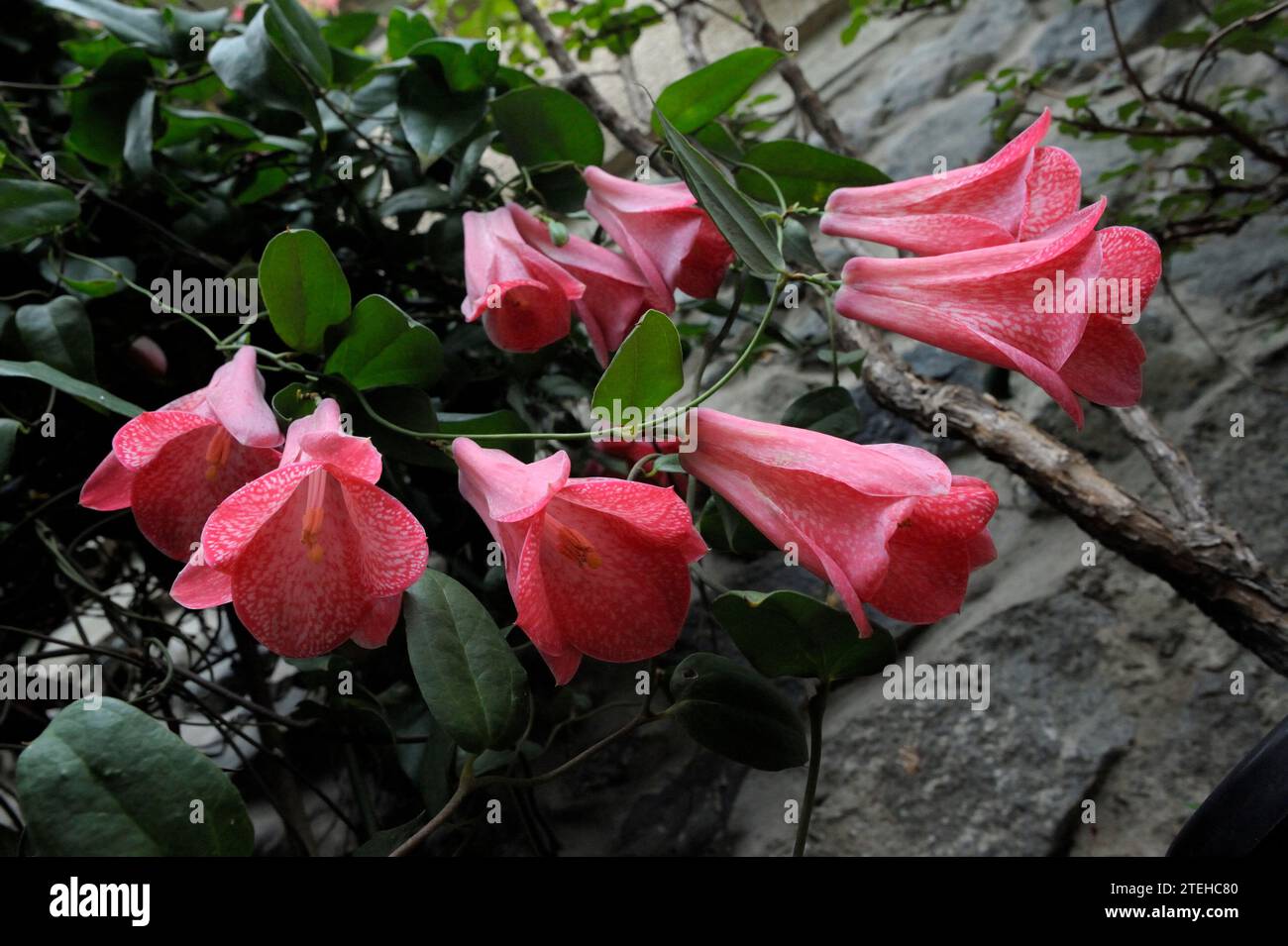 Copihue flower hi-res stock photography and images - Alamy