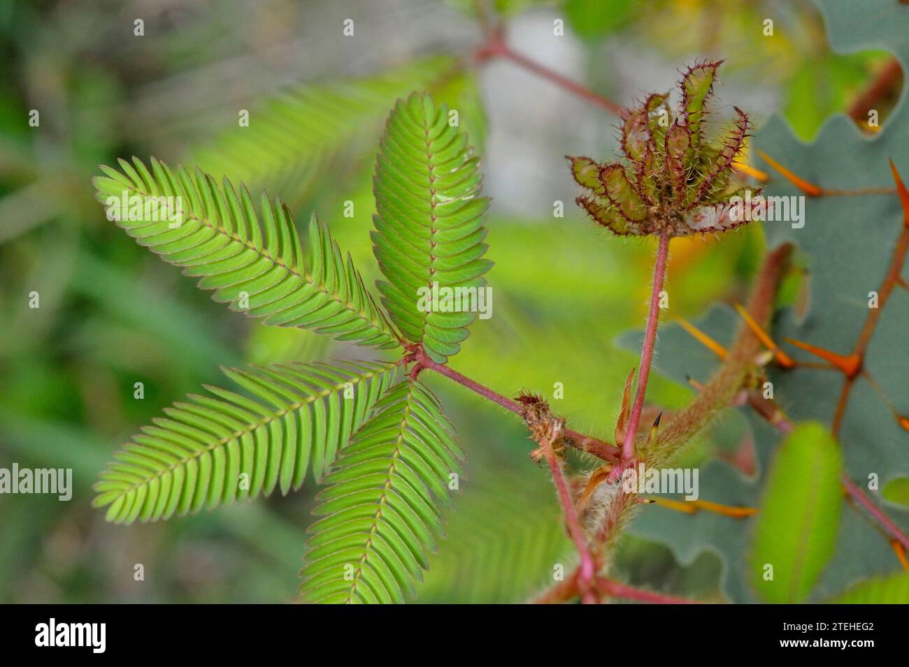 Mimosa pudica leaf and seedpod Stock Photo - Alamy