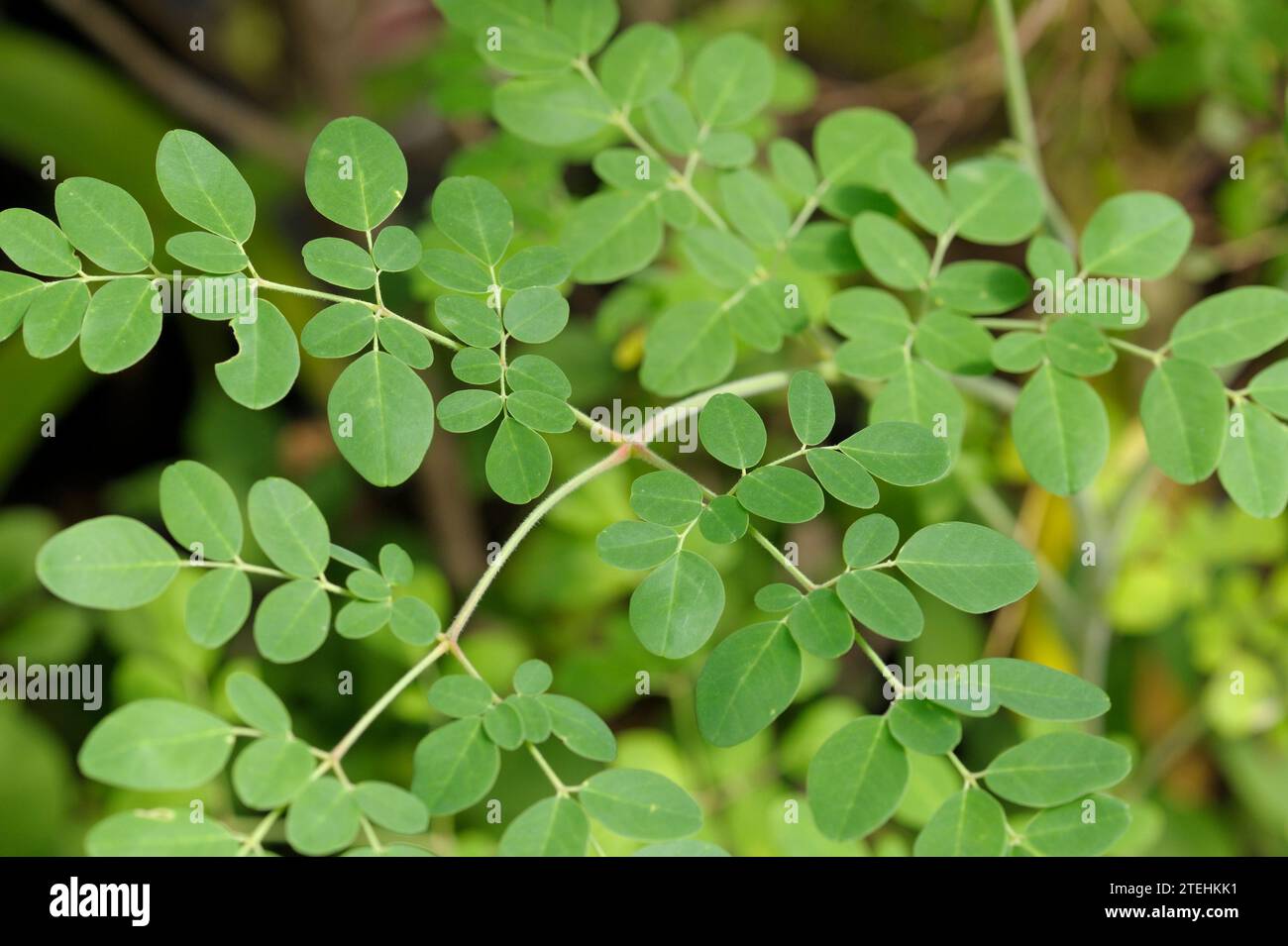Moringa concanensis leaves Stock Photo - Alamy