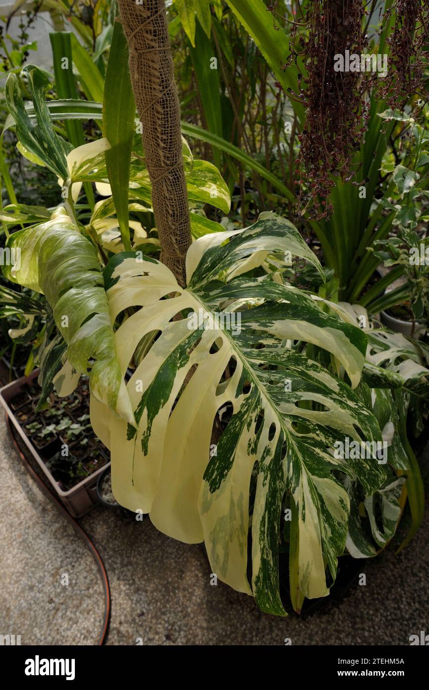 Variegated monstera deliciosa hi-res stock photography and images - Alamy