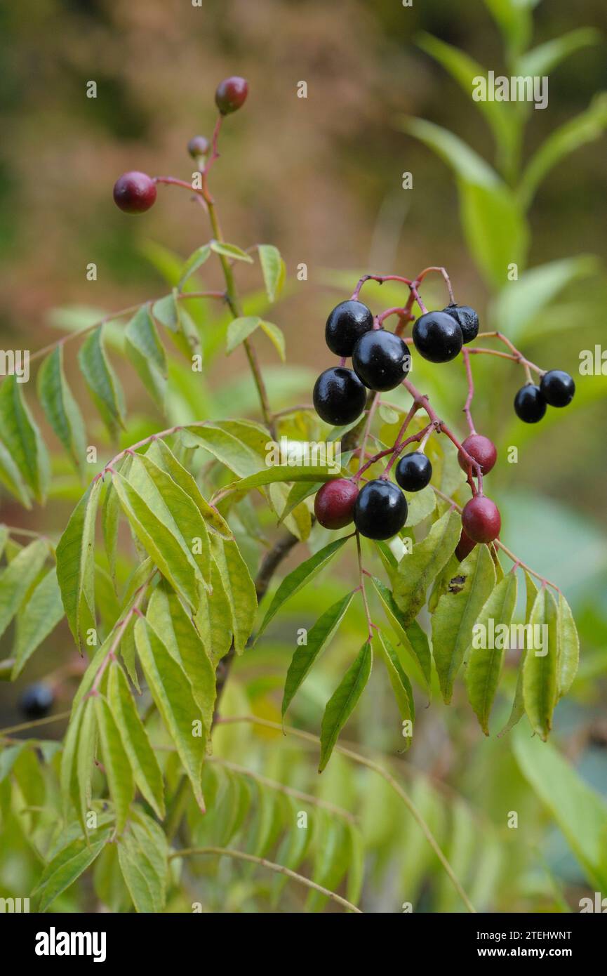Murraya koenigii hi-res stock photography and images - Alamy