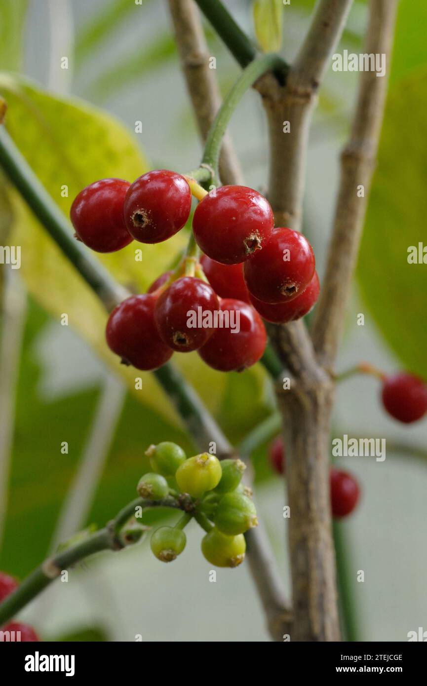 Bacteriophila hi-res stock photography and images - Alamy