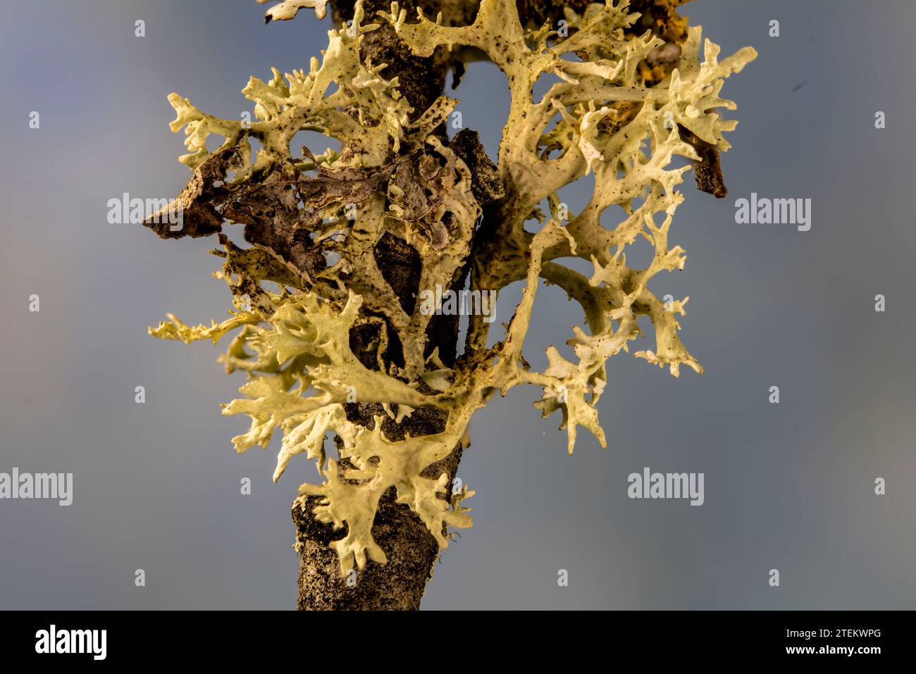 Print/poster ready high resolution macro, semi-abstract, naturally ...