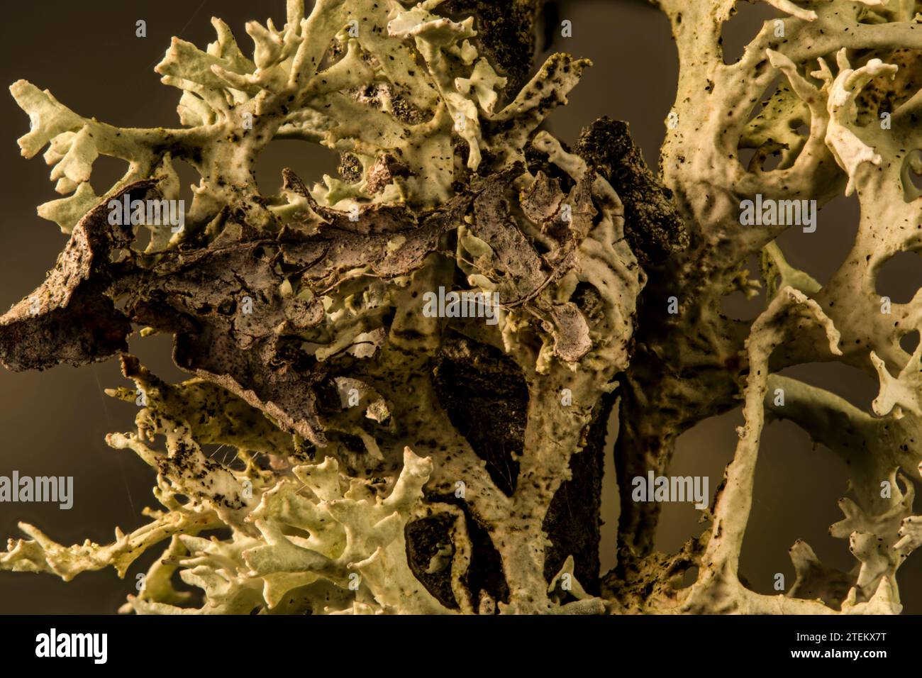 Print/poster ready high resolution macro, semi-abstract, naturally ...