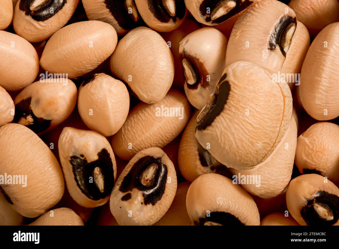 Print ready very close up, macro, commercially important food crop ...