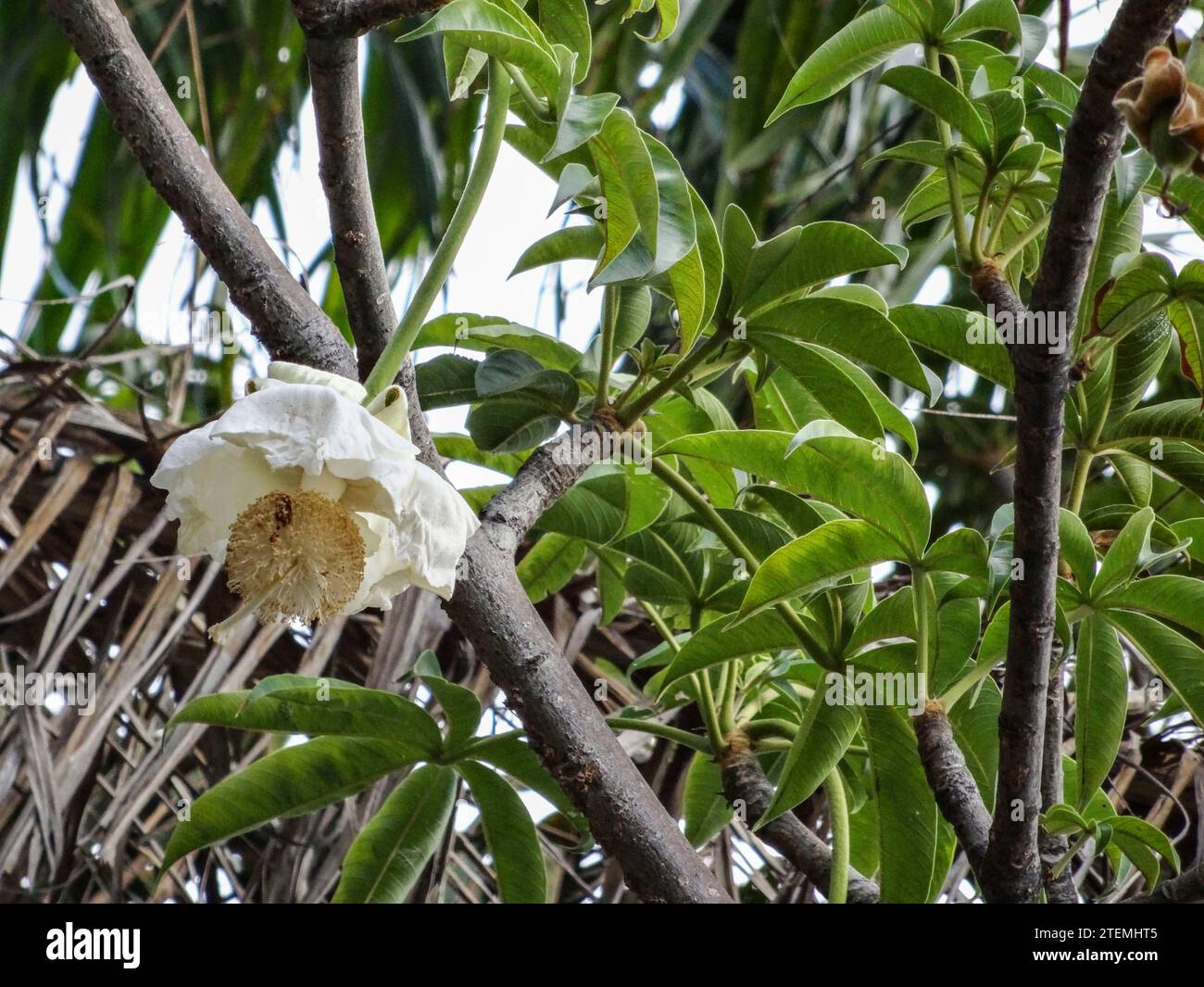Natural close up high resolution flowering plant portrait of Crescentia ...