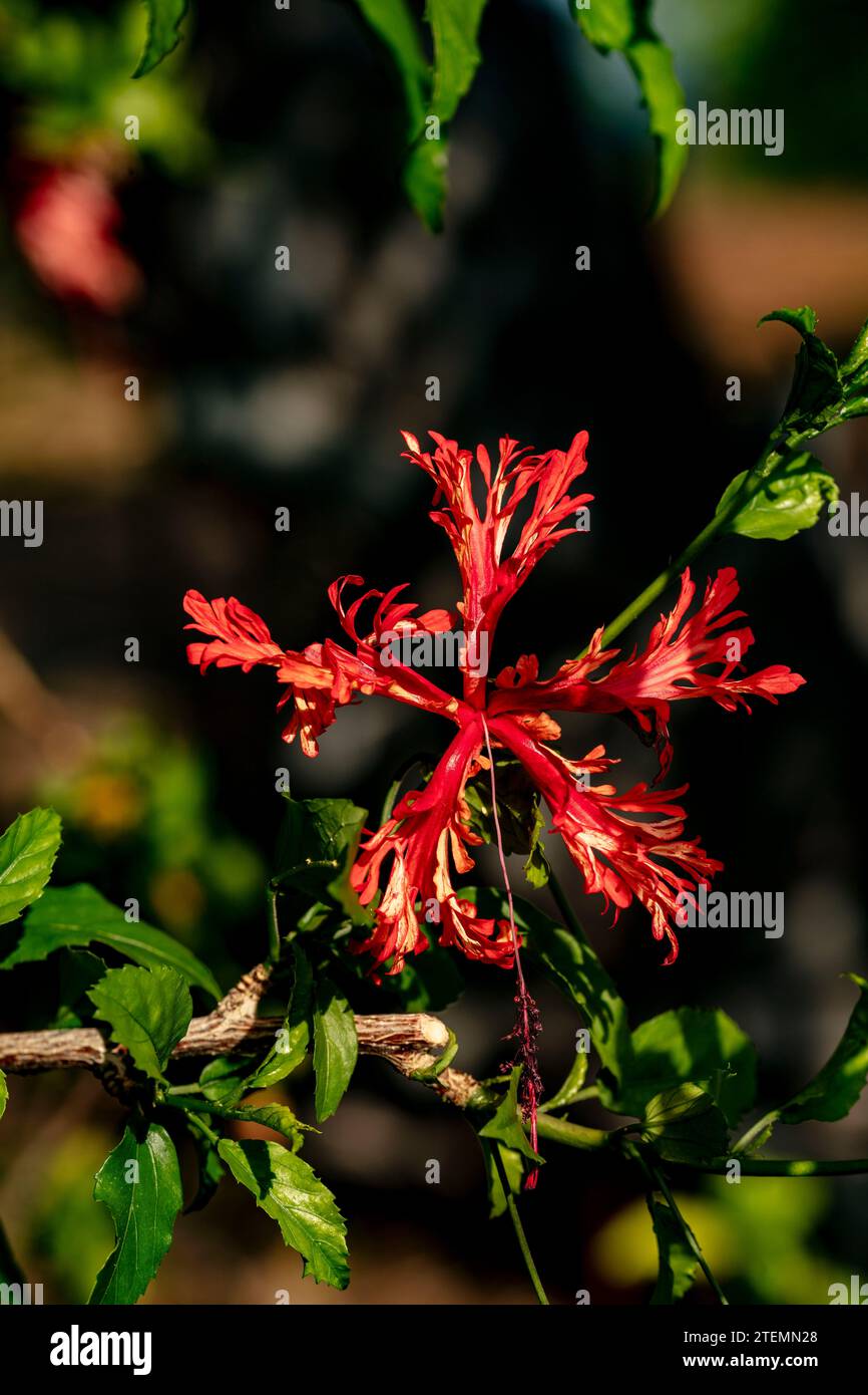 Leaves resemble rosa sinensis hi-res stock photography and images - Alamy