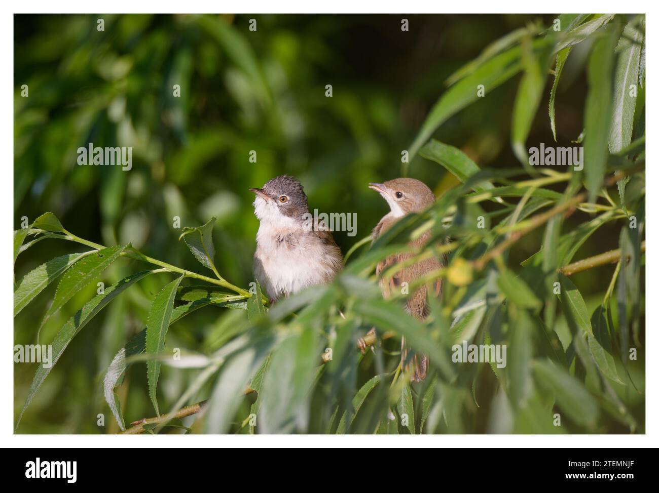 Warblers habitat hi-res stock photography and images - Alamy