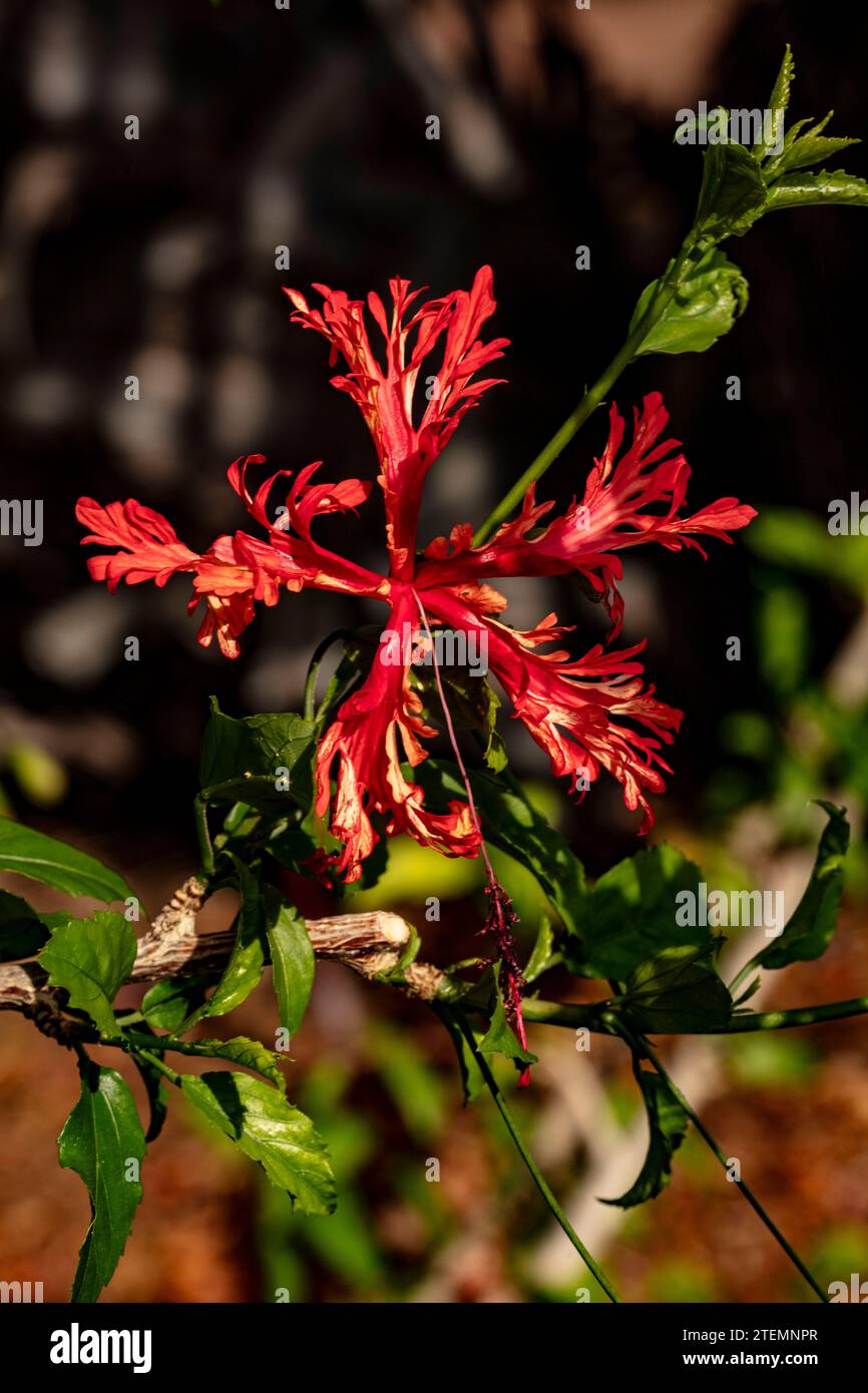 Natural close up flowering plant portrait of the intriguing Hibiscus ...
