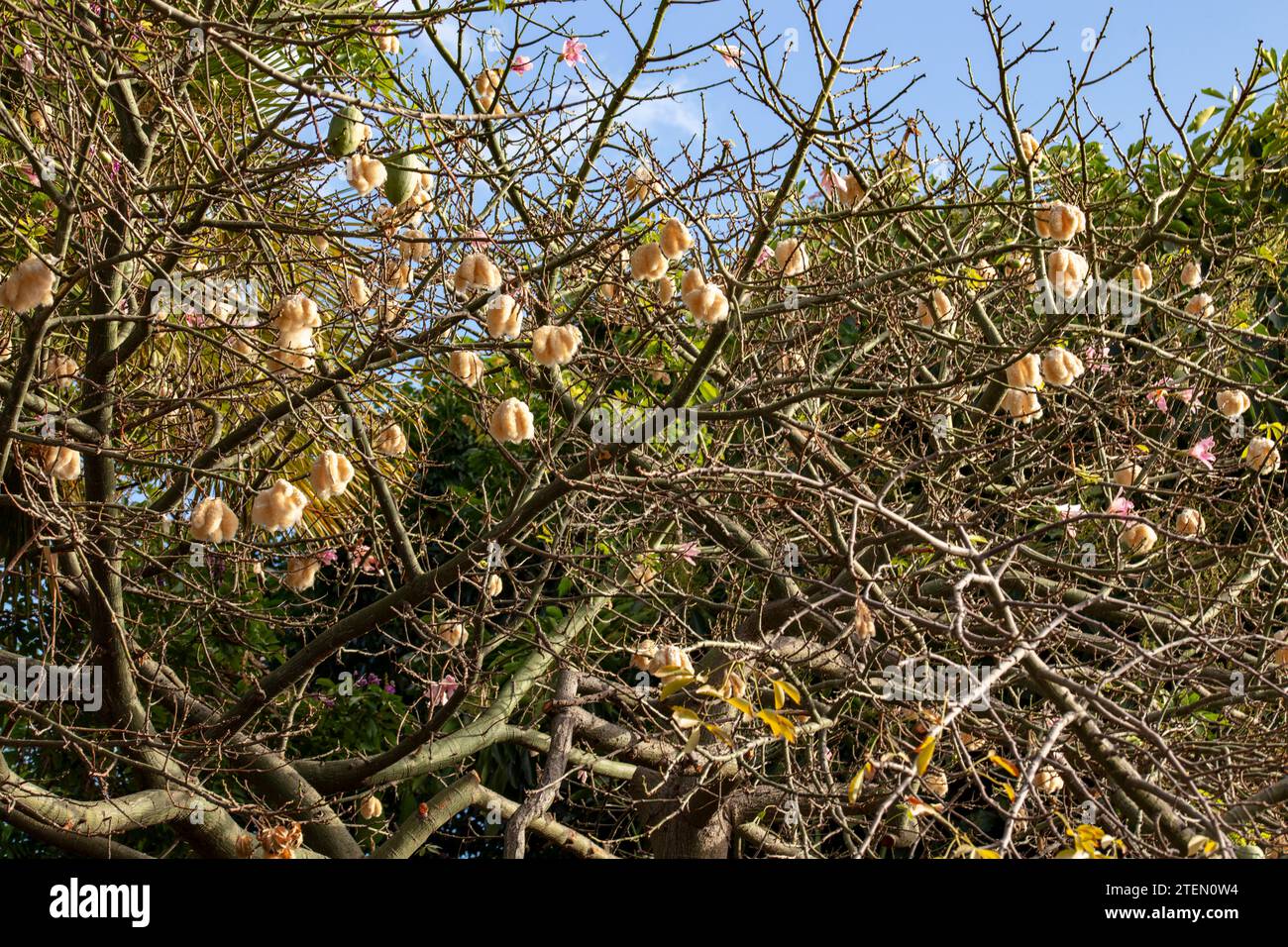 Commercially important Kapok Tree, Ceiba pentandra, plant and flowers ...