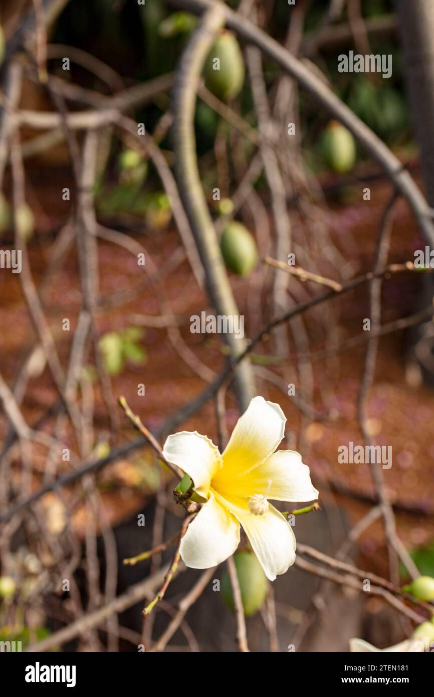 Commercially important Kapok Tree, Ceiba pentandra, plant and flowers ...
