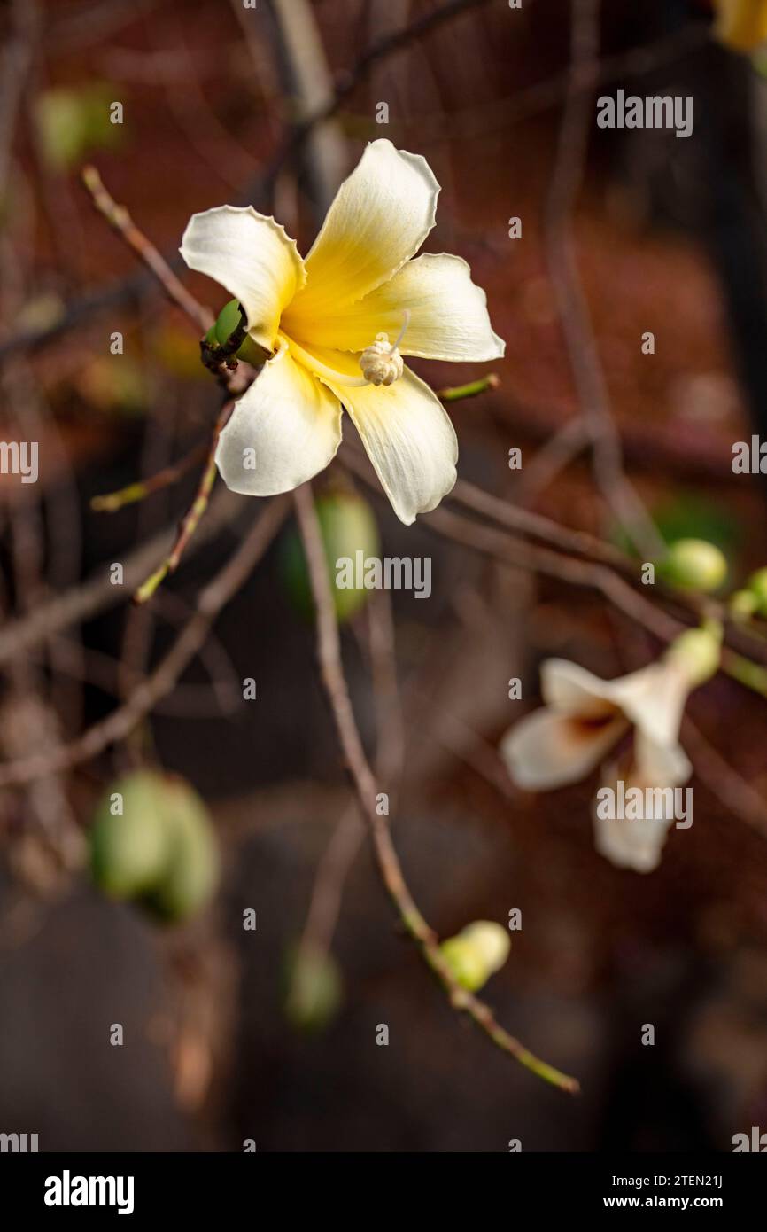 Commercially important Kapok Tree, Ceiba pentandra, plant and flowers ...