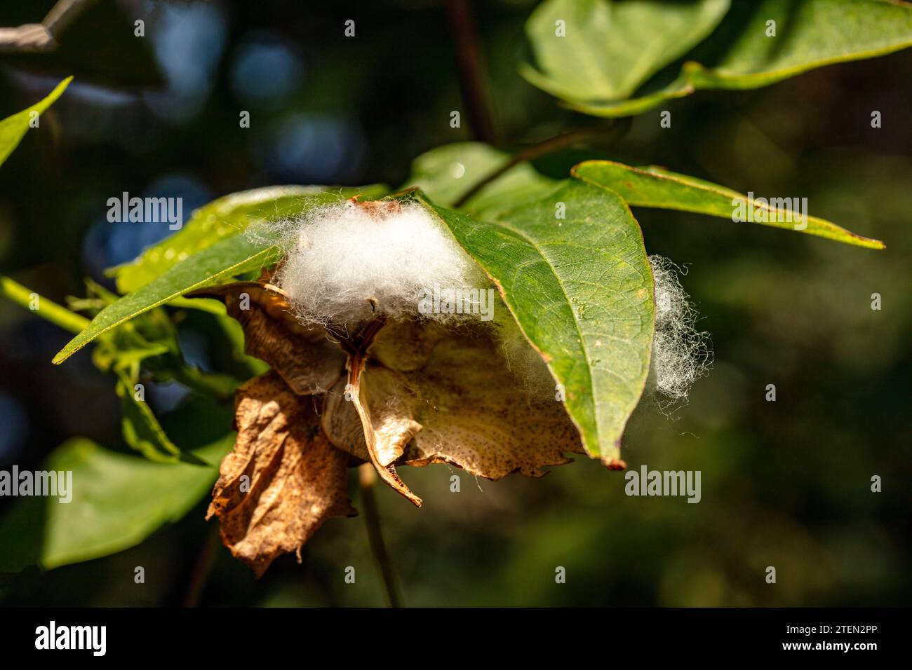 Natural close up commercial plant portrait of Algodon Cotton bud and ...