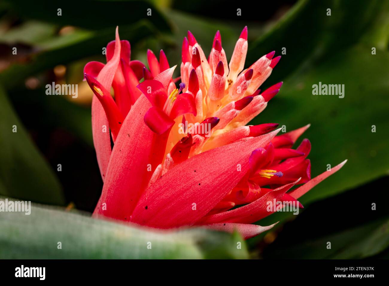 Natural close up flowering plant portrait of the stunning Aechmea ...