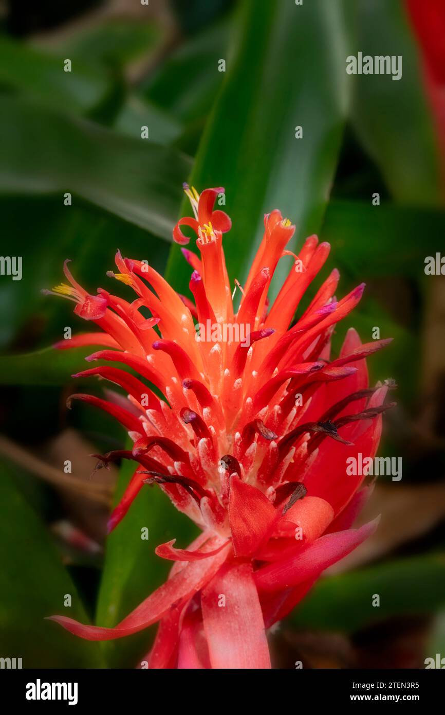 Natural close up flowering plant portrait of the stunning Aechmea ...