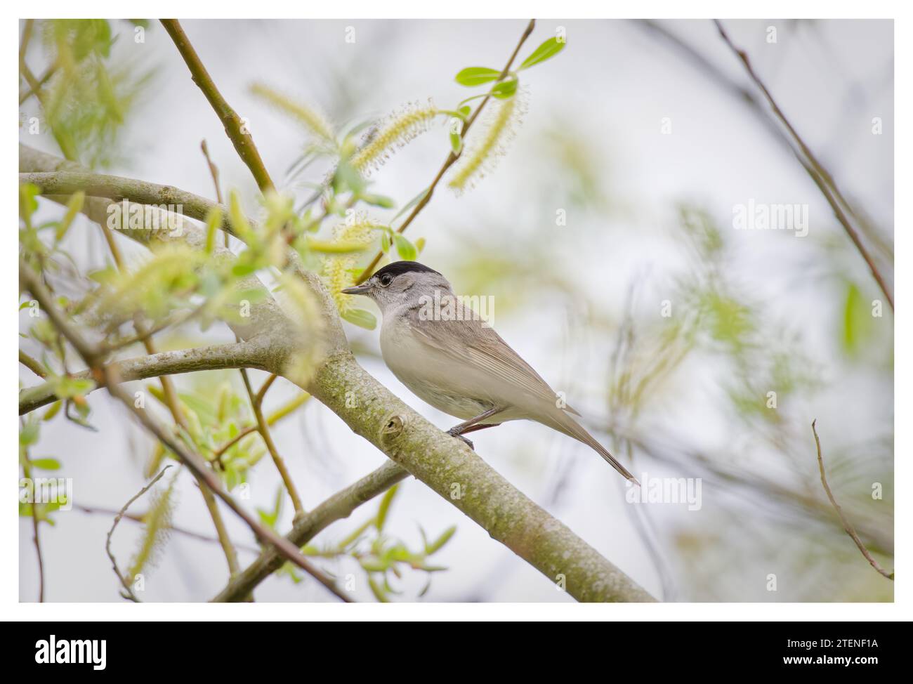 Uk oak Cut Out Stock Images & Pictures - Alamy