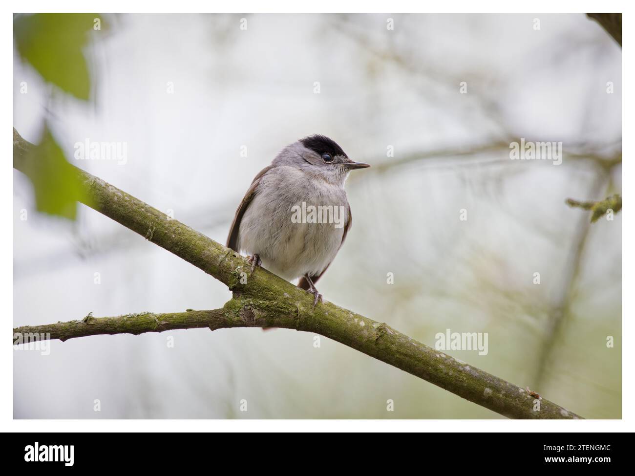Blackcap Cut Out Stock Images & Pictures - Alamy
