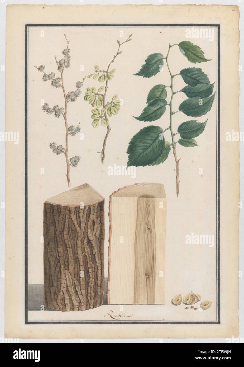 English elm hi-res stock photography and images - Alamy