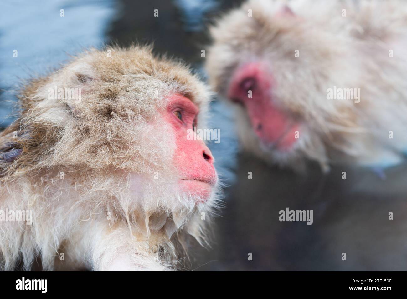 Macaques bath in hot springs in Jigokudani Park, Nagano, Japan Stock ...