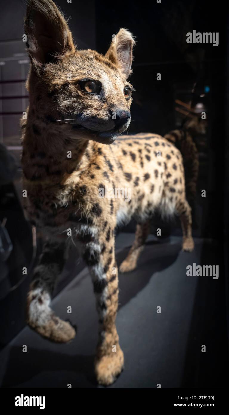 Paris, France - 06 10 2023: The Great Evolution Gallery of Paris ...