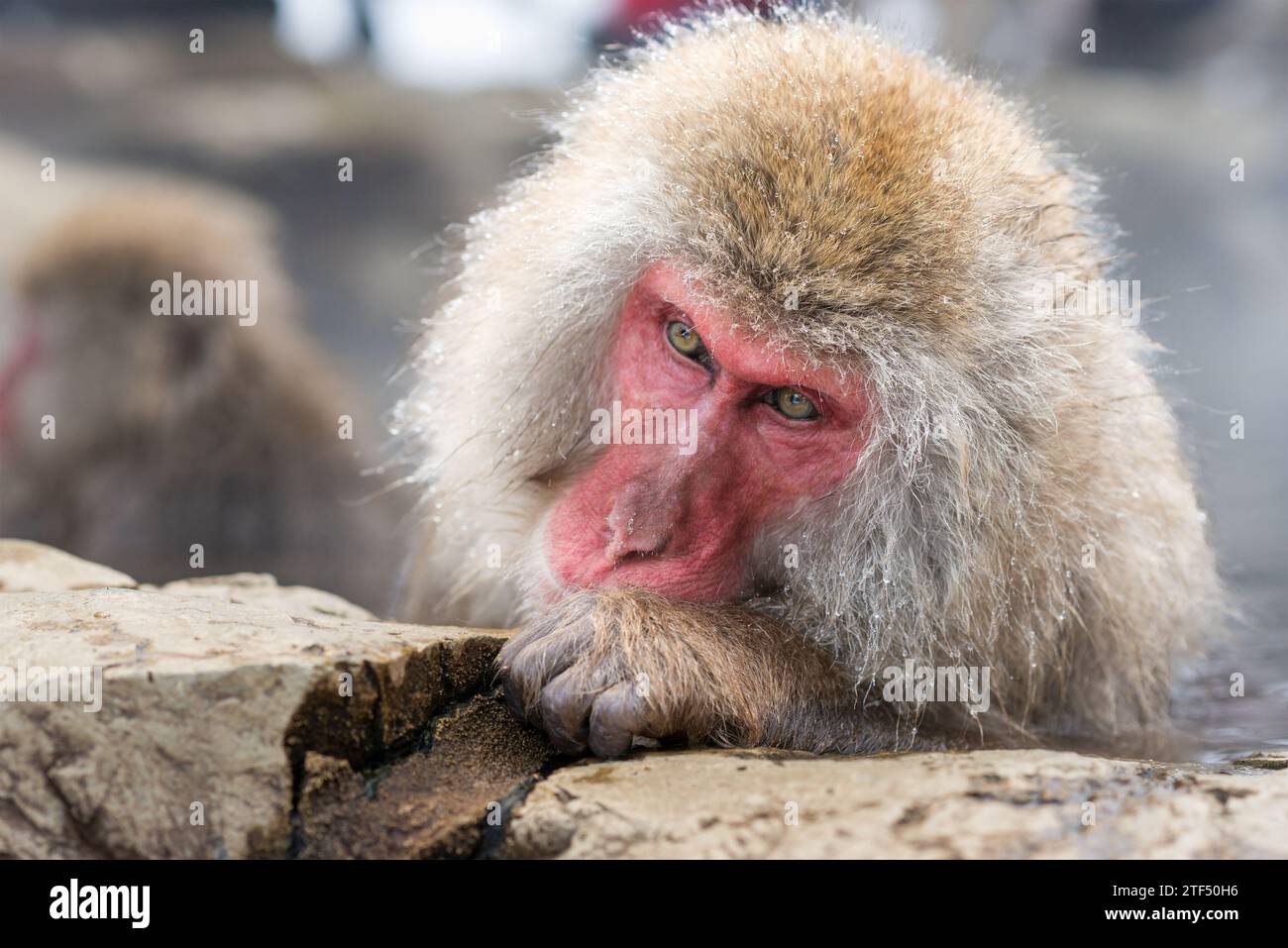 Macaques bath in hot springs in Jigokudani Park, Nagano, Japan Stock ...