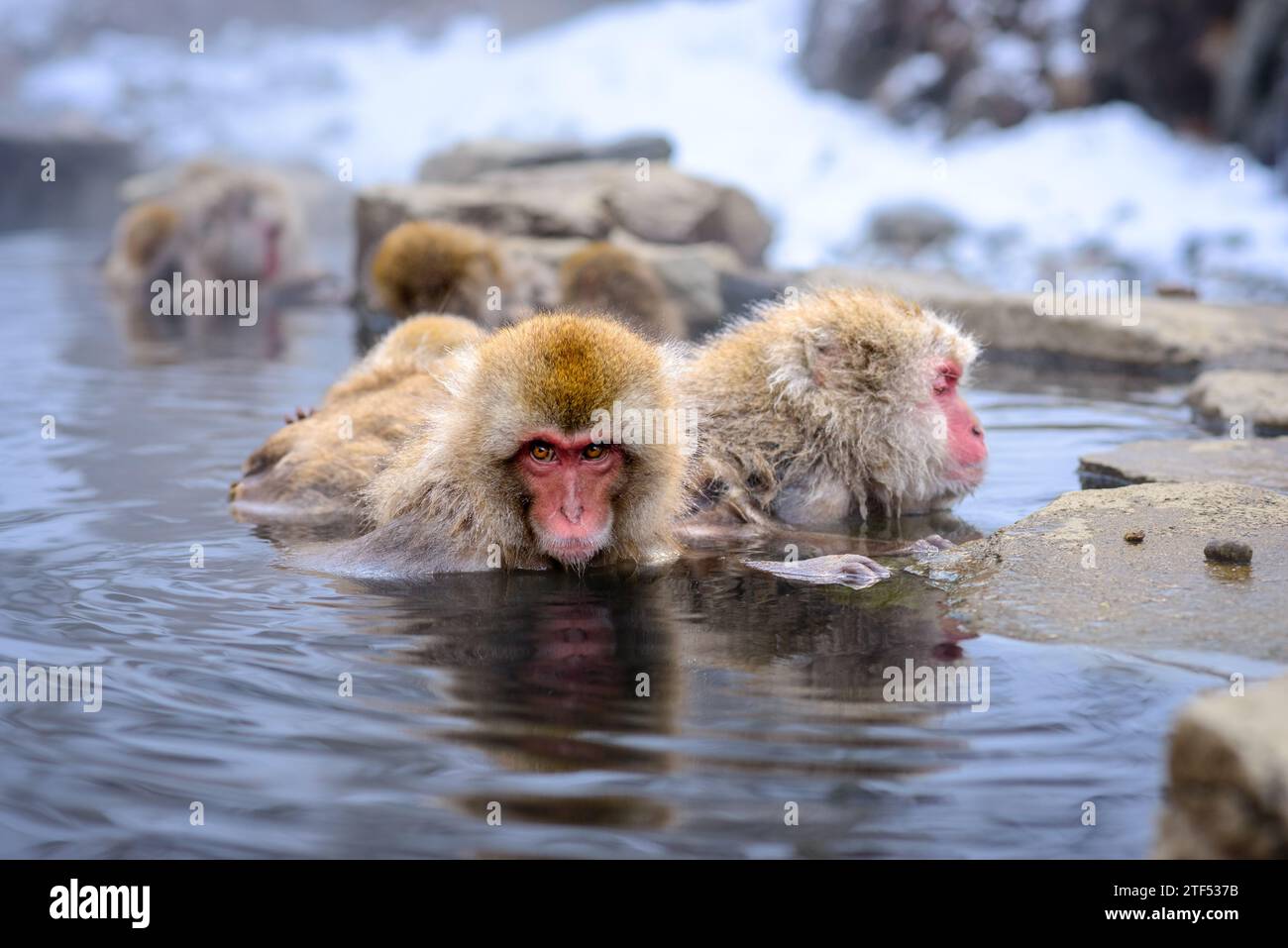 Macaques bath in hot springs in Jigokudani Park, Nagano, Japan Stock ...