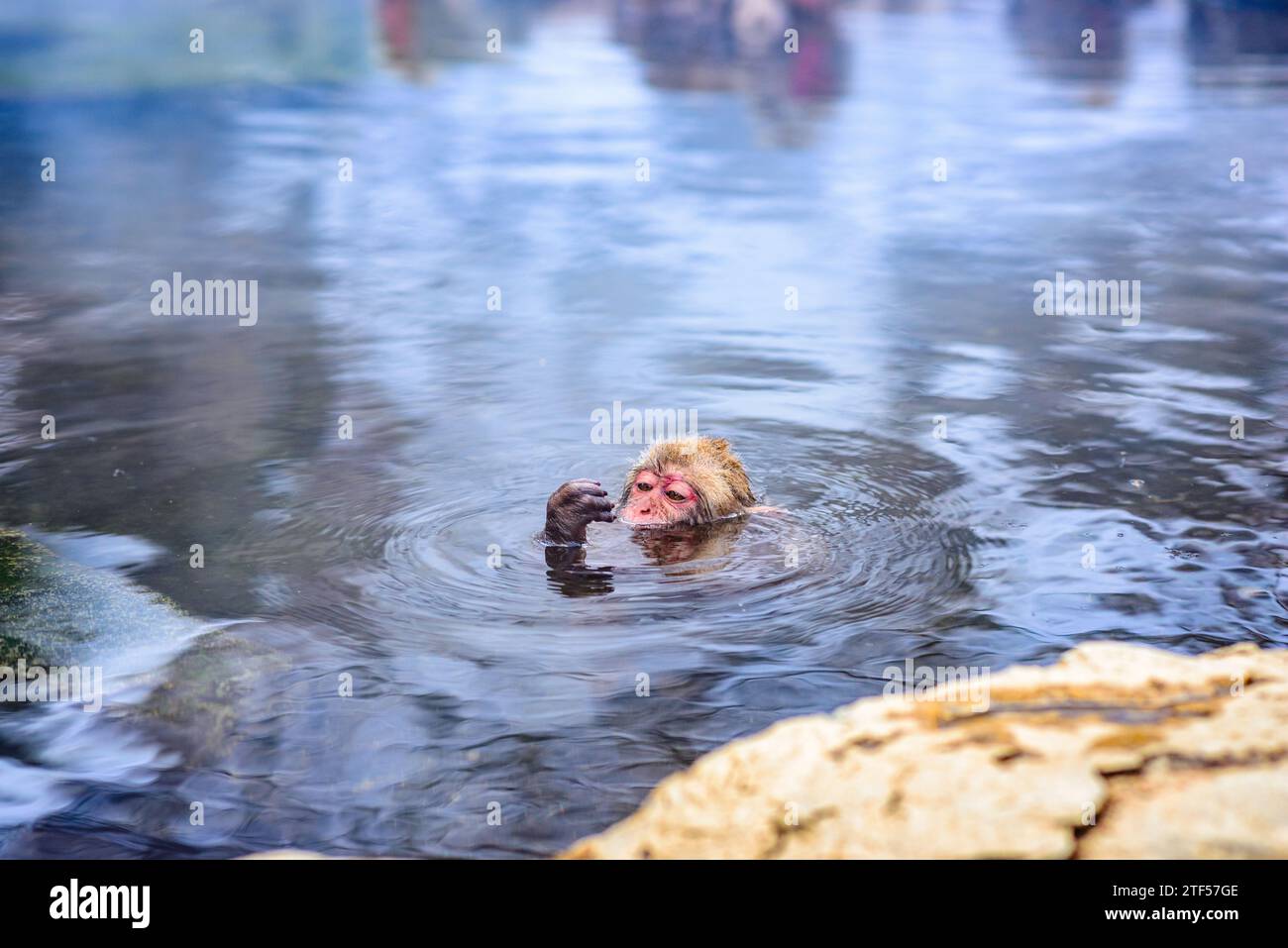 Macaques bath in hot springs in Jigokudani Park, Nagano, Japan Stock ...