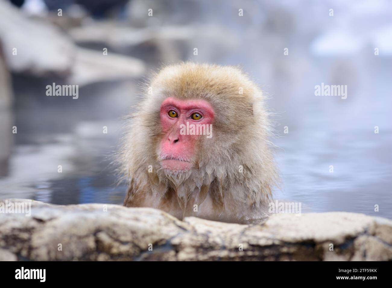 Macaques bath in hot springs in Jigokudani Park, Nagano, Japan Stock ...