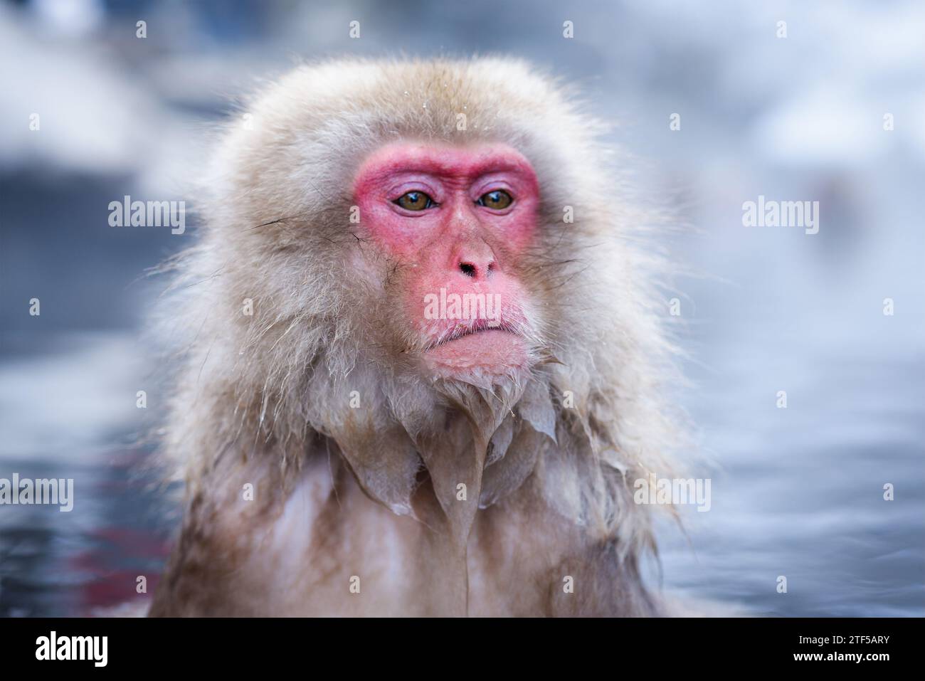 Macaques bath in hot springs in Jigokudani Park, Nagano, Japan Stock ...