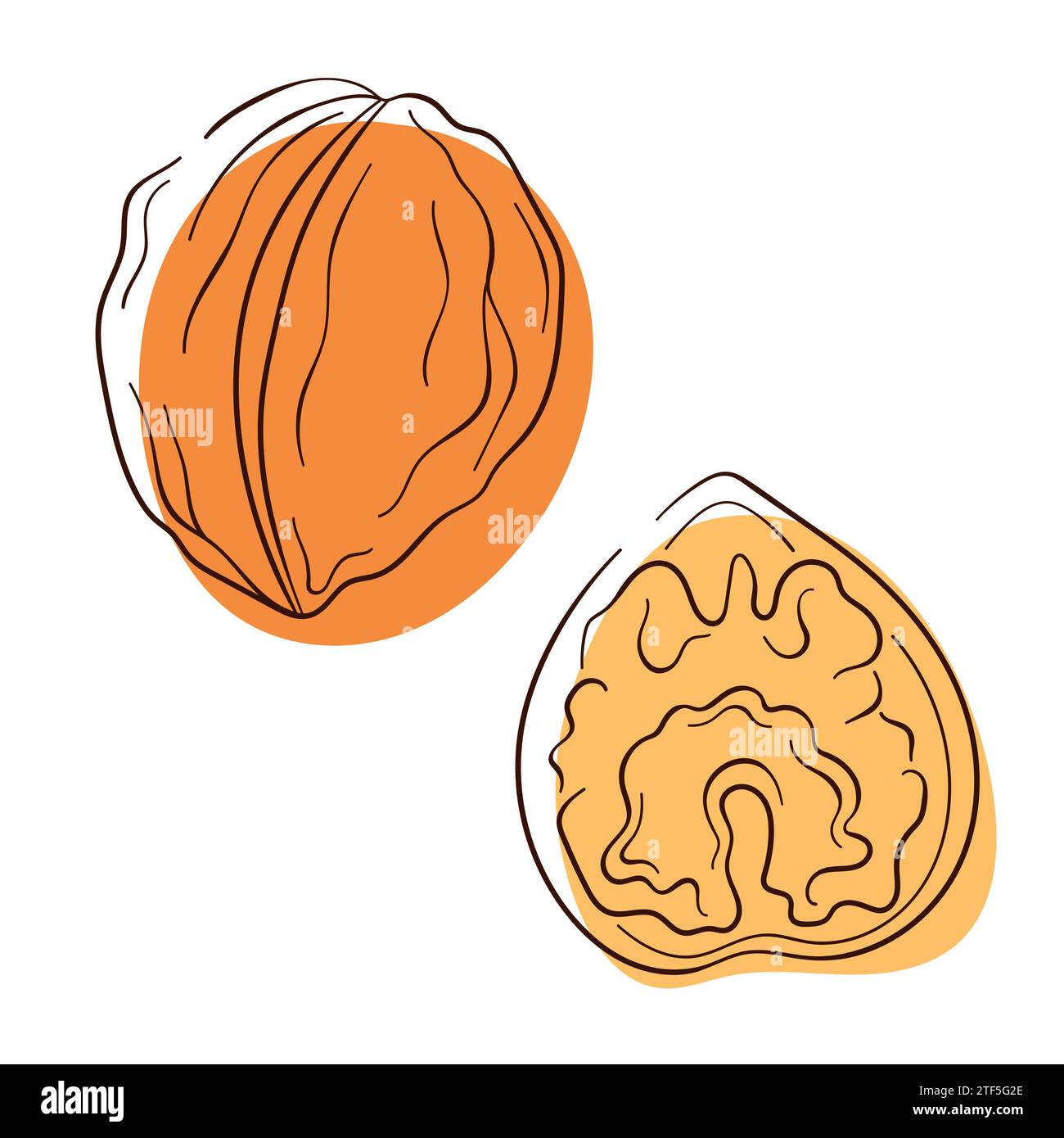 Walnut in line art style small collection. Set of nuts for design menu ...