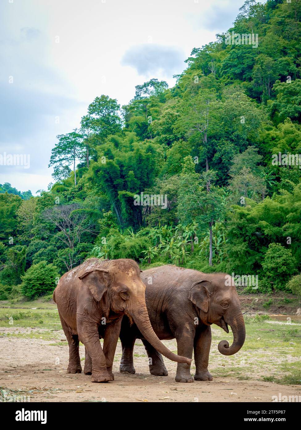 Scene of two friendly Asian little elephants friend walking at the open ...