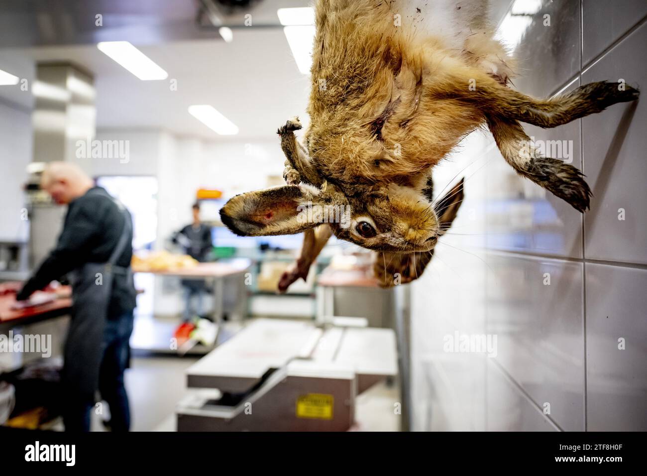 ROTTERDAM - Employees of a poulterer process orders the day before ...