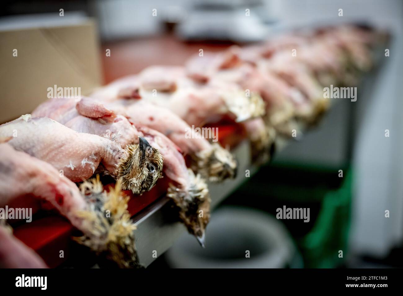 ROTTERDAM - Employees of a poulterer process orders the day before ...