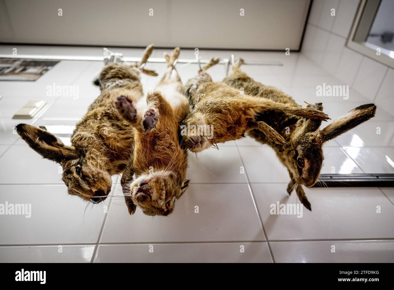 ROTTERDAM - Employees of a poulterer process orders the day before ...