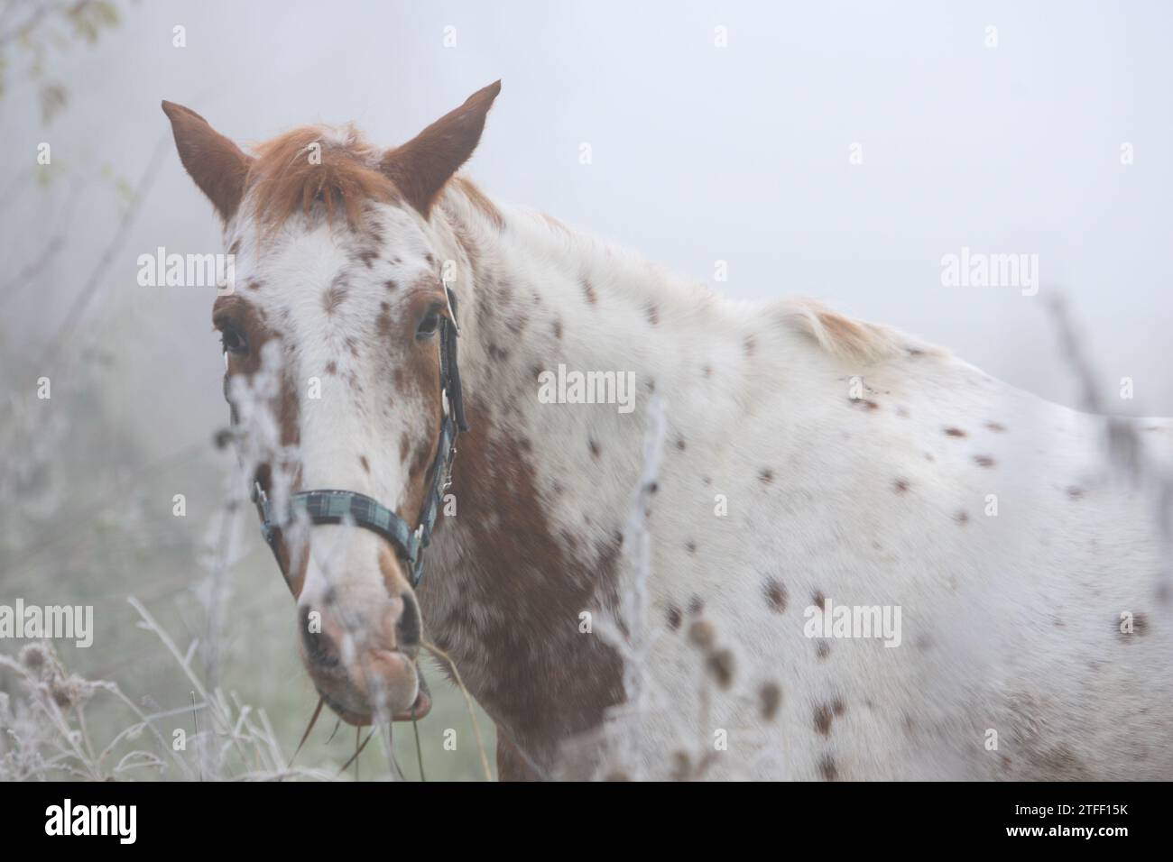 Leopard appaloosa hi-res stock photography and images - Alamy
