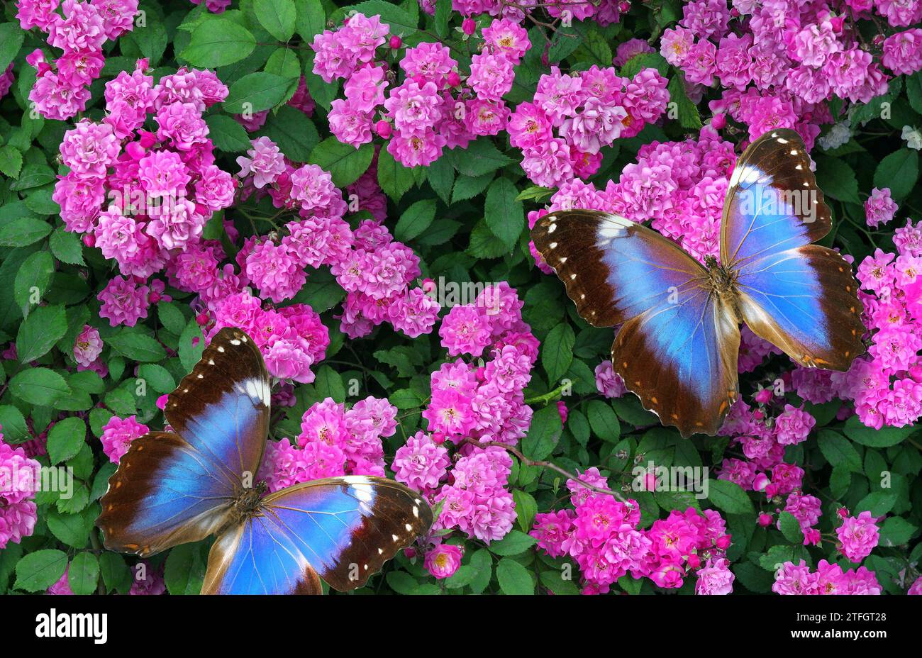 Blue morpho on a plant leaf hi-res stock photography and images - Alamy