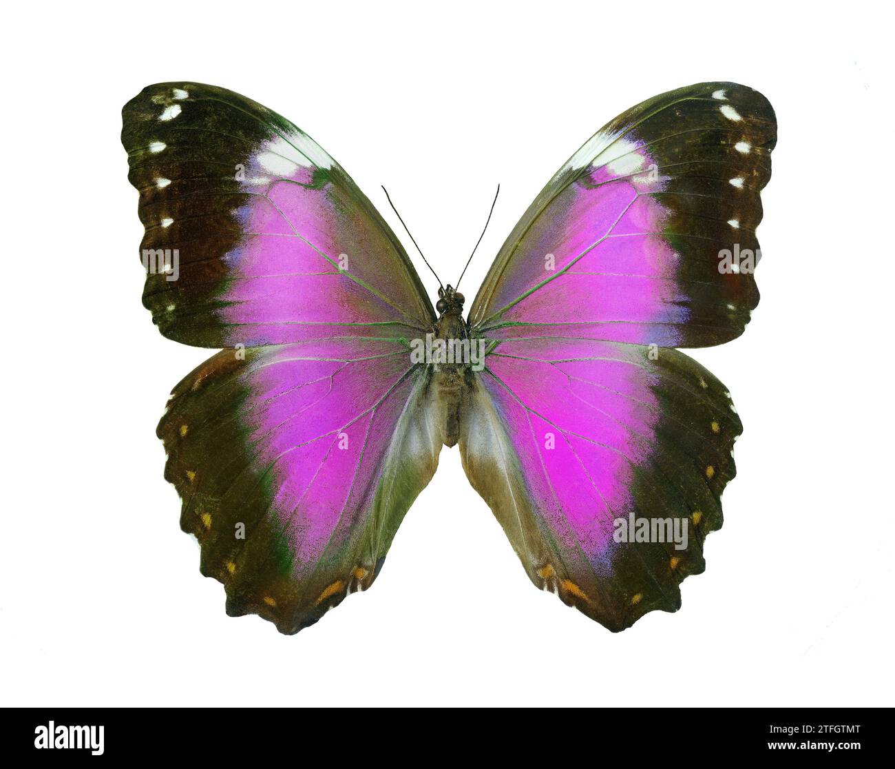 Silk morpho butterfly hi-res stock photography and images - Alamy