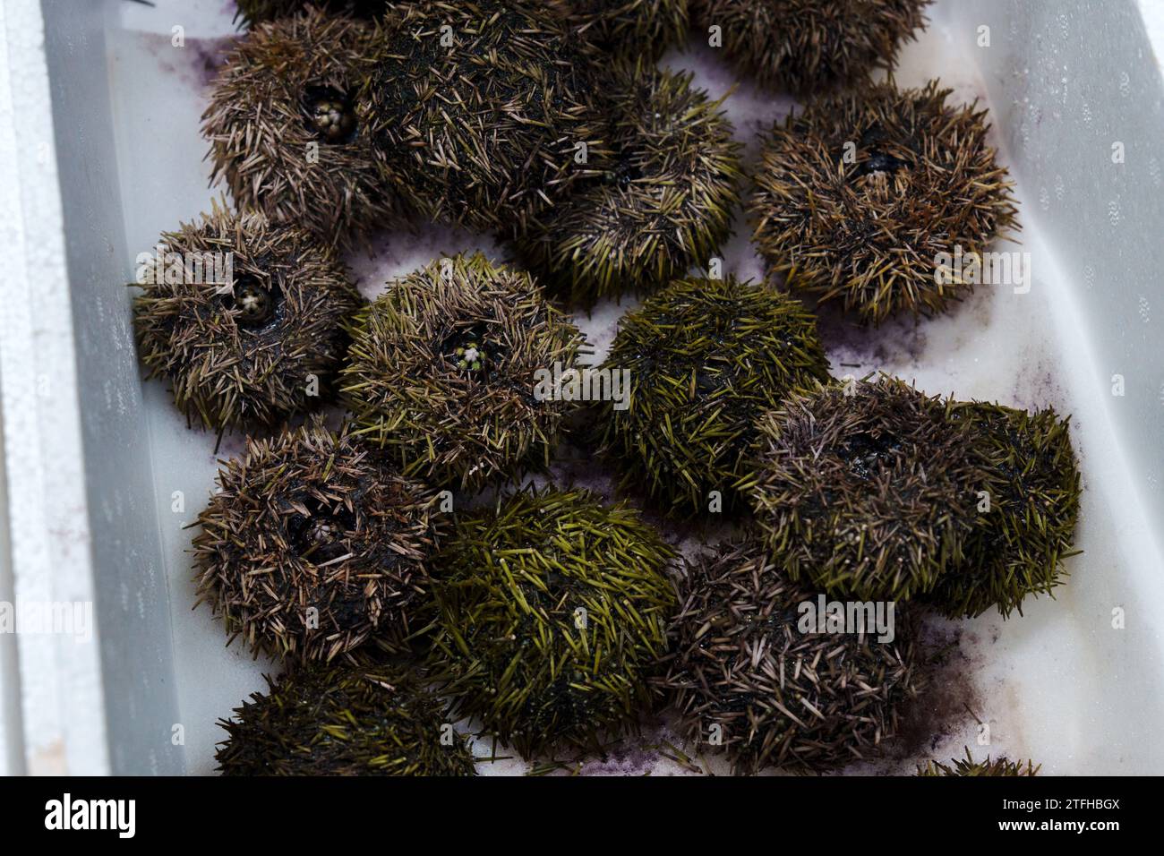Sea Urchin. Fresh sea urchins border design, delicatessen food. Buying ...