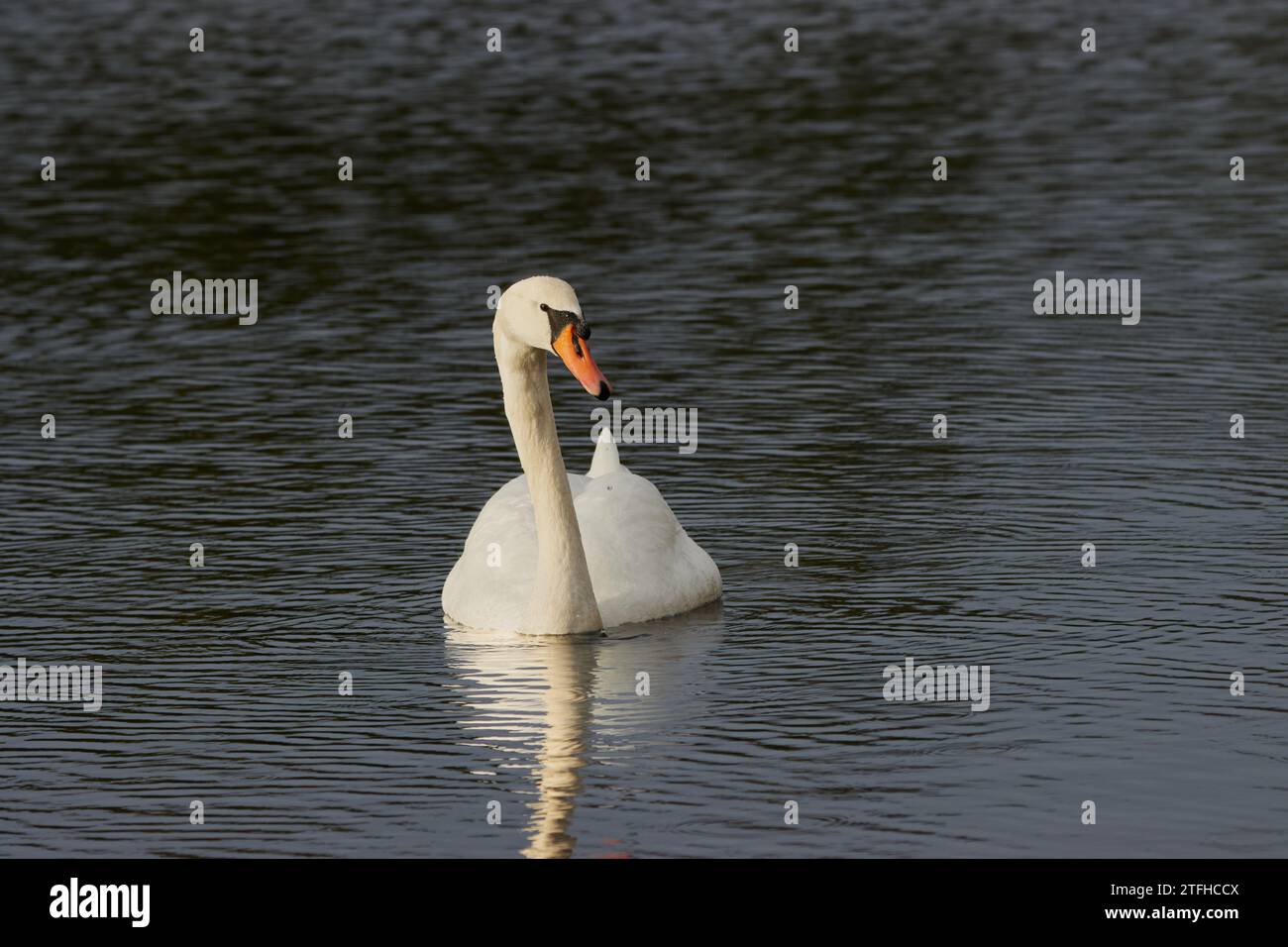 Swan and its offspring Stock Photo - Alamy