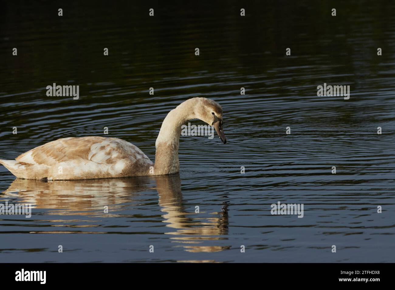 Swan and its offspring Stock Photo - Alamy