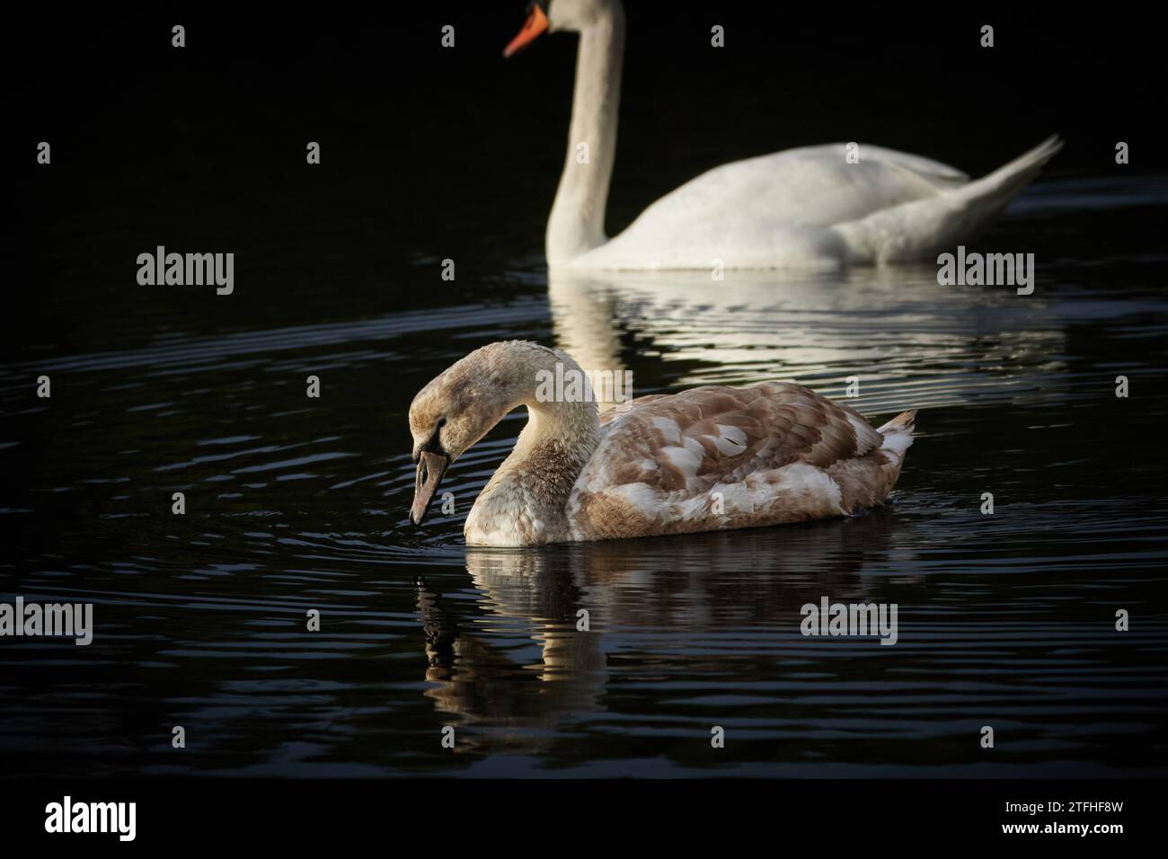 Swan and its offspring Stock Photo - Alamy