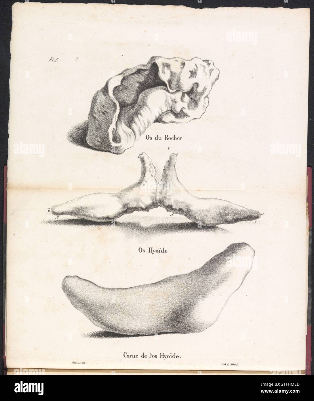 Three parts of the tongue of the whale, 1827, 1828 Three parts of the ...