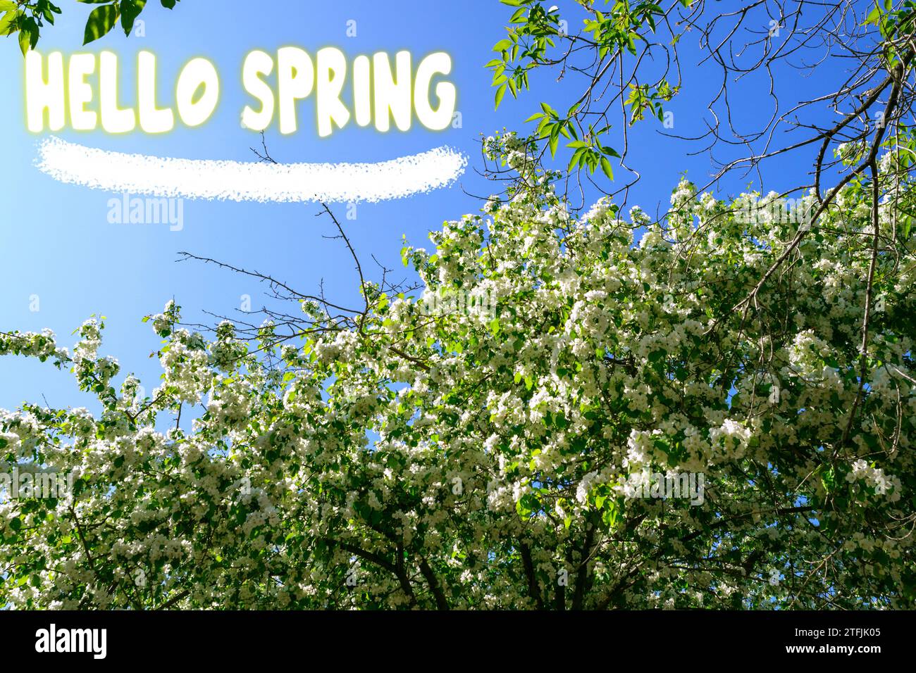 Hello, spring, the sunlight breaking through the crowns of the trees ...