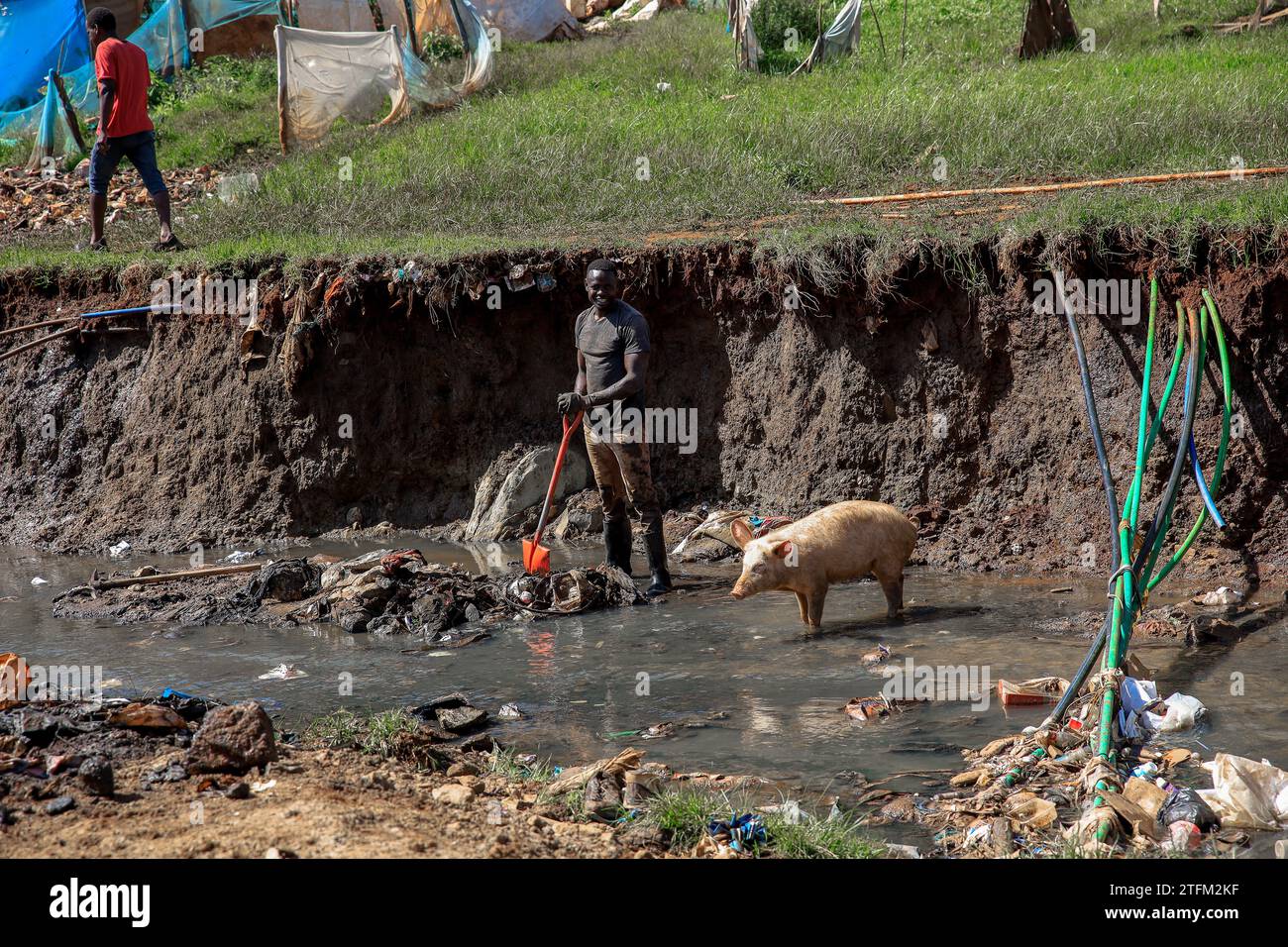 A pig is possed next to a man cleaning a sewer river running through ...