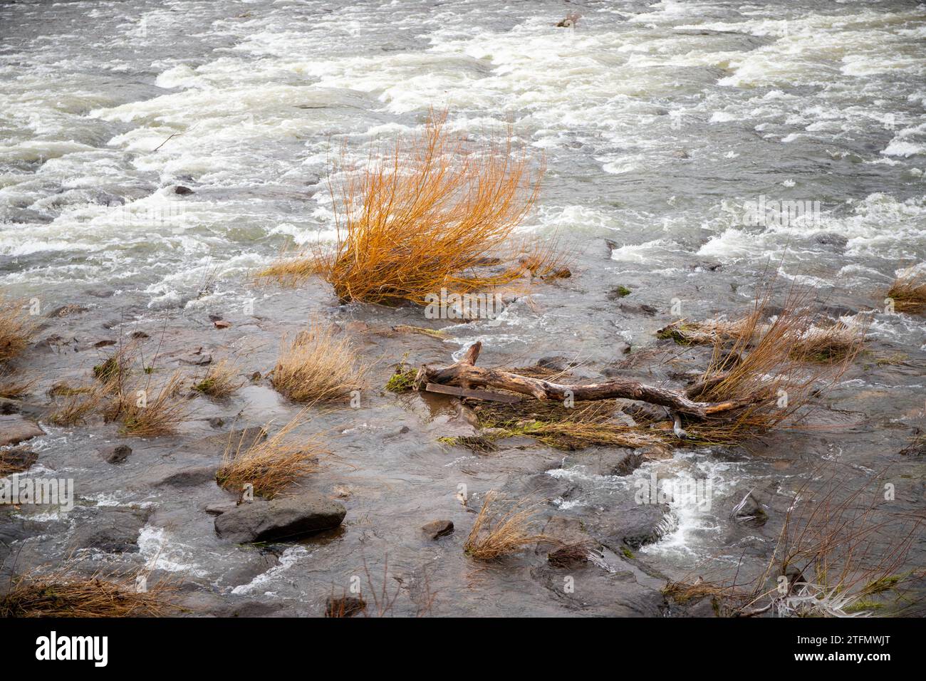 Strong river current with lots of rocks and shrubs in winter Stock ...