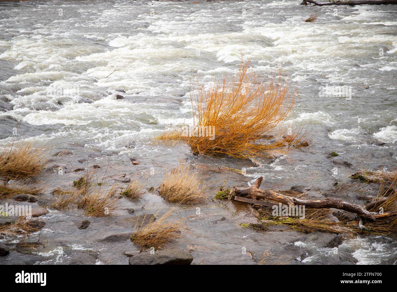 Strong river current with lots of rocks and shrubs in winter Stock ...